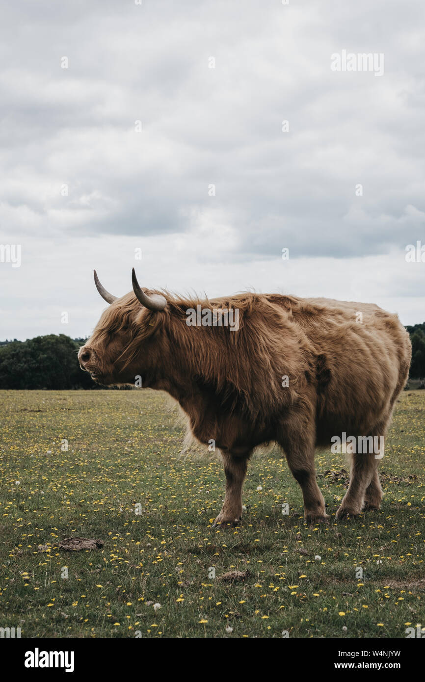 Side view of the Highland Cattle standing in a field inside The New ...