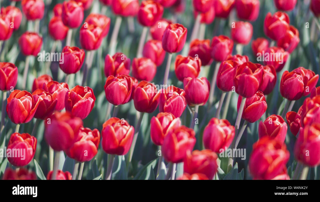 beautiful colorful tulips flowers bloom in spring garden.Decorative ...