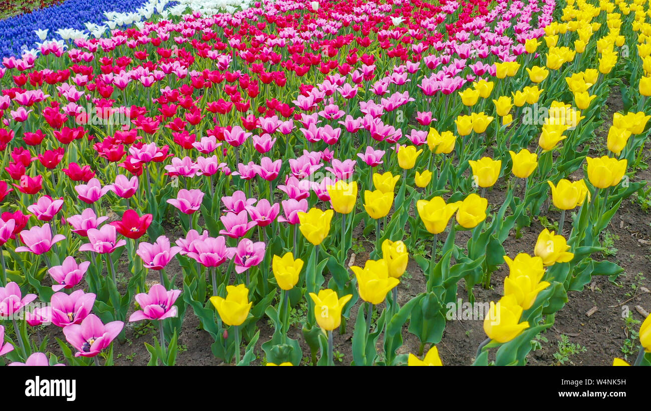 beautiful colorful tulips flowers bloom in spring garden.Decorative ...