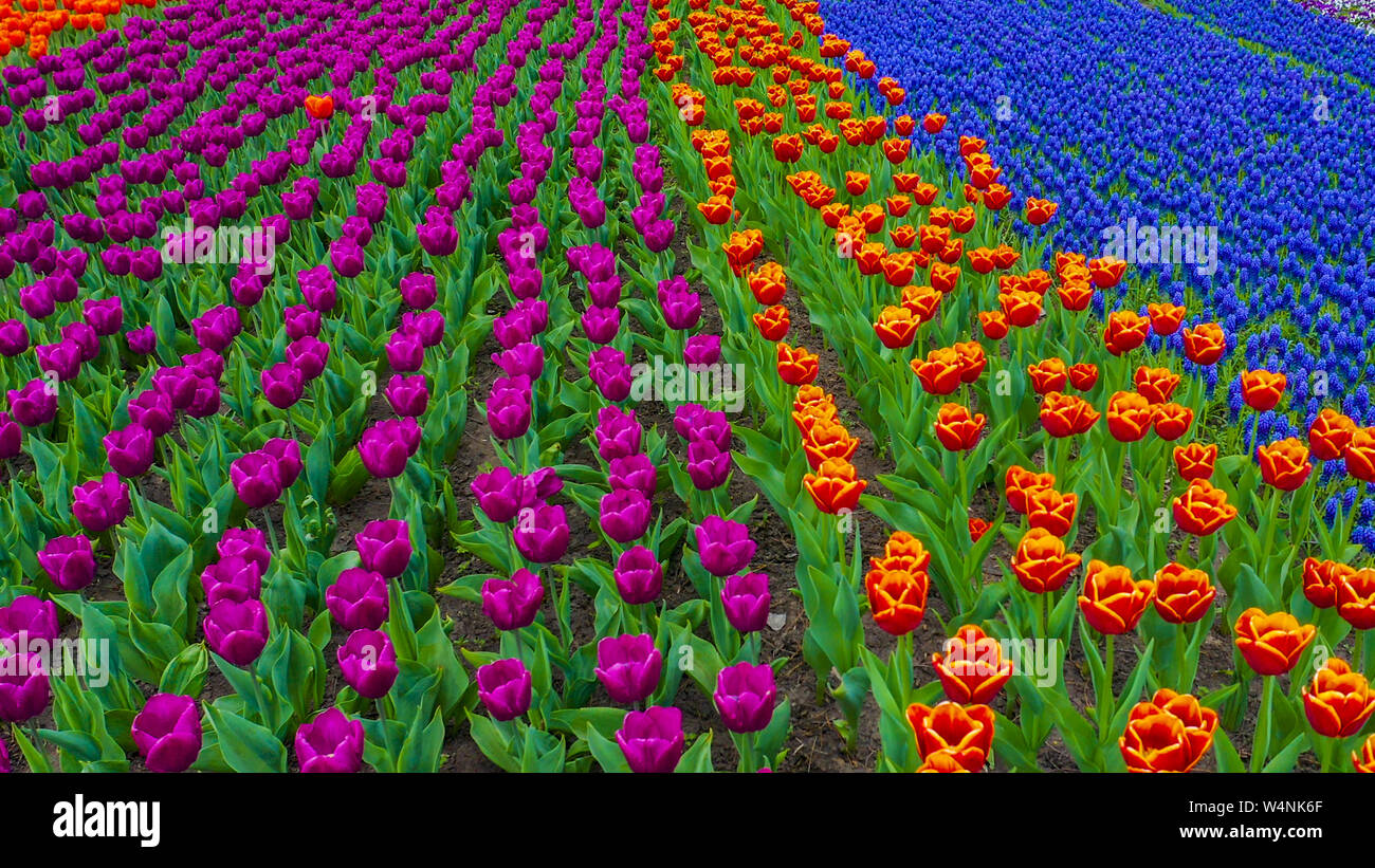 beautiful colorful tulips flowers bloom in spring garden.Decorative ...
