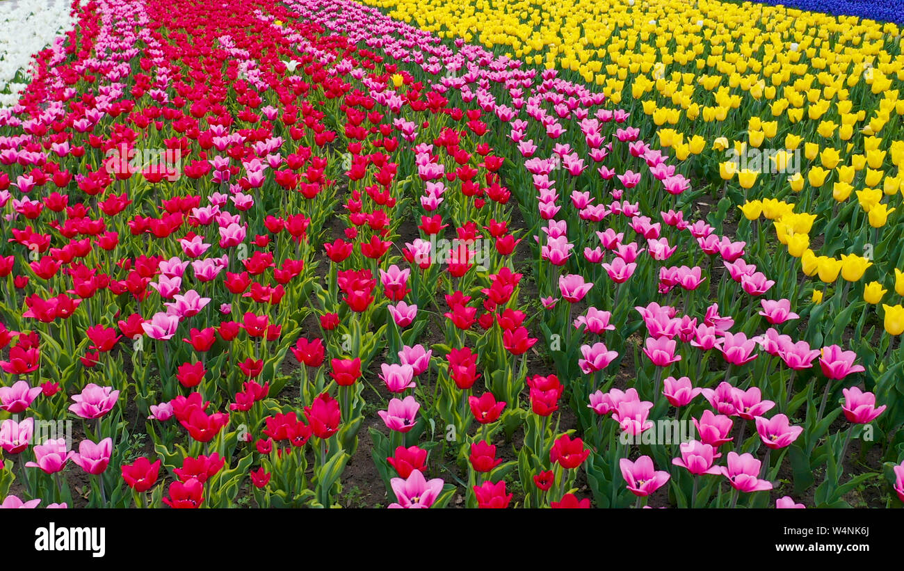 beautiful colorful tulips flowers bloom in spring garden.Decorative tulip flower blossom in ...