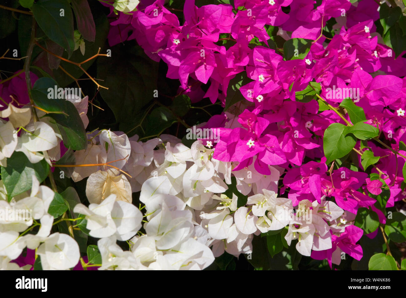 Pink and white bracts of bougainvillea, Pomos, Paphos District, Cyprus ...