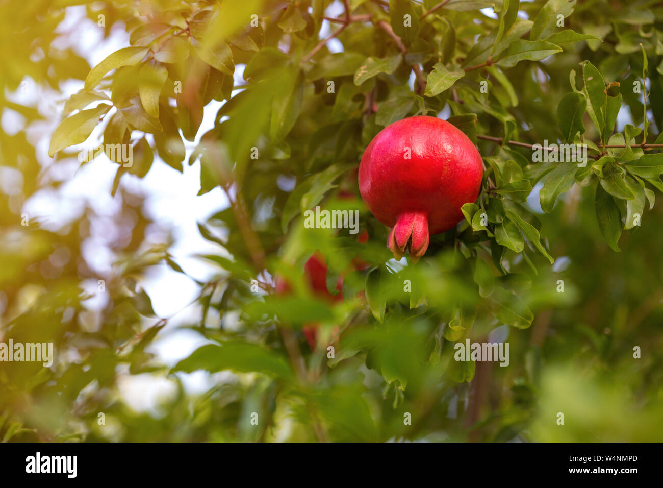 Ripe pomegranate tree is growing in garden garden. Tree branch with ...