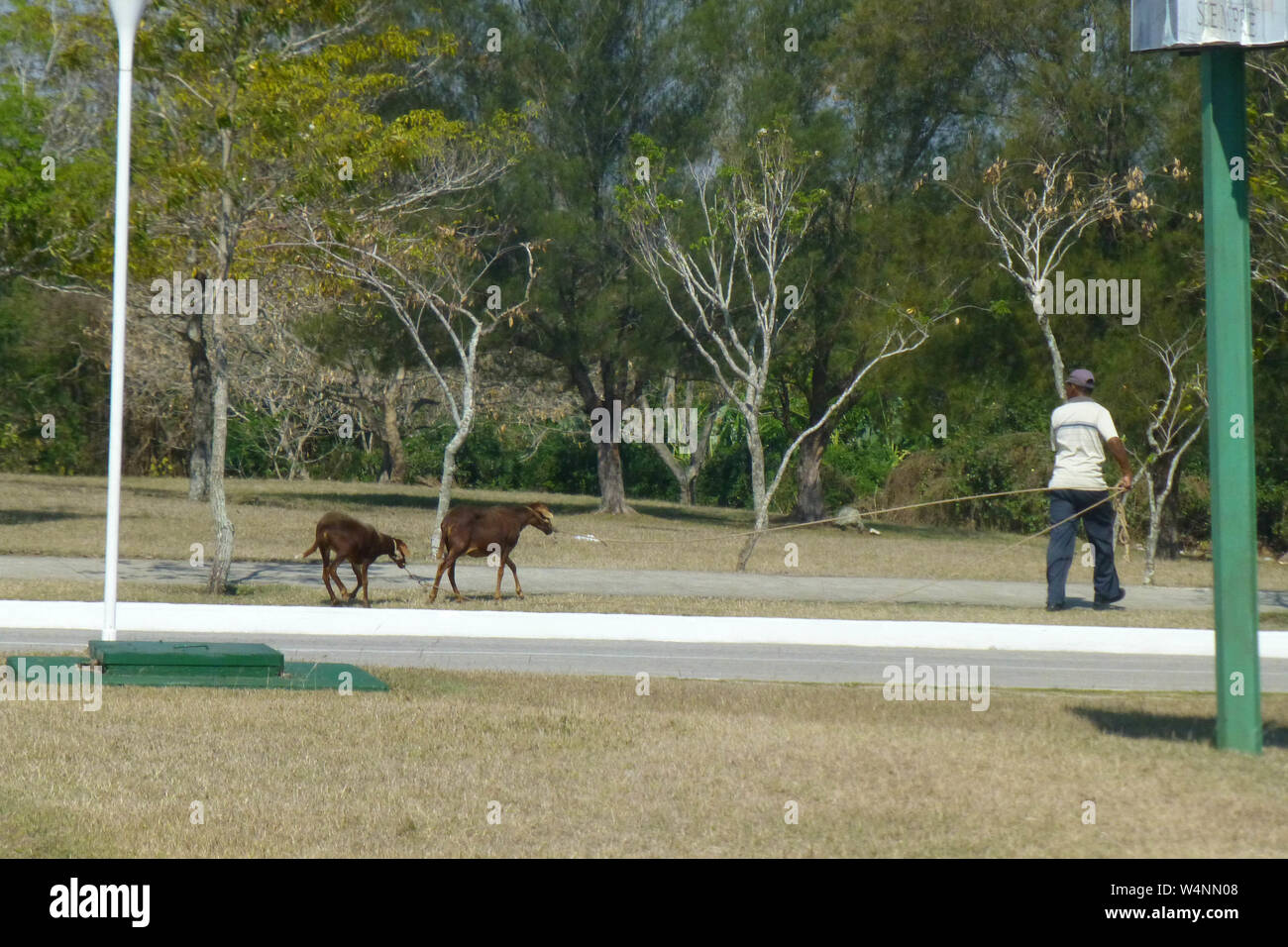 Caribbean goat farmer hi-res stock photography and images - Alamy