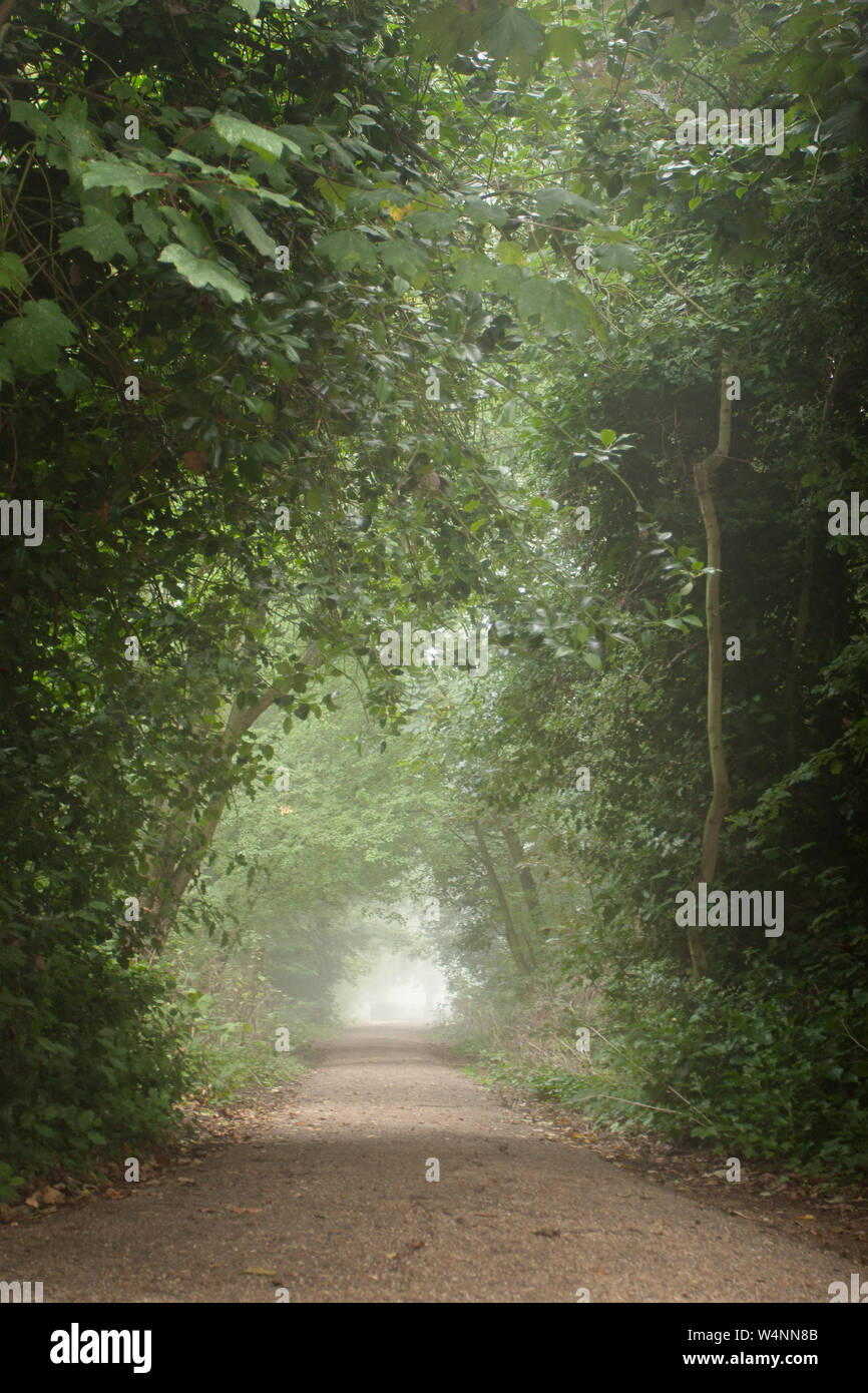 Empty footpath under trees hi-res stock photography and images - Alamy