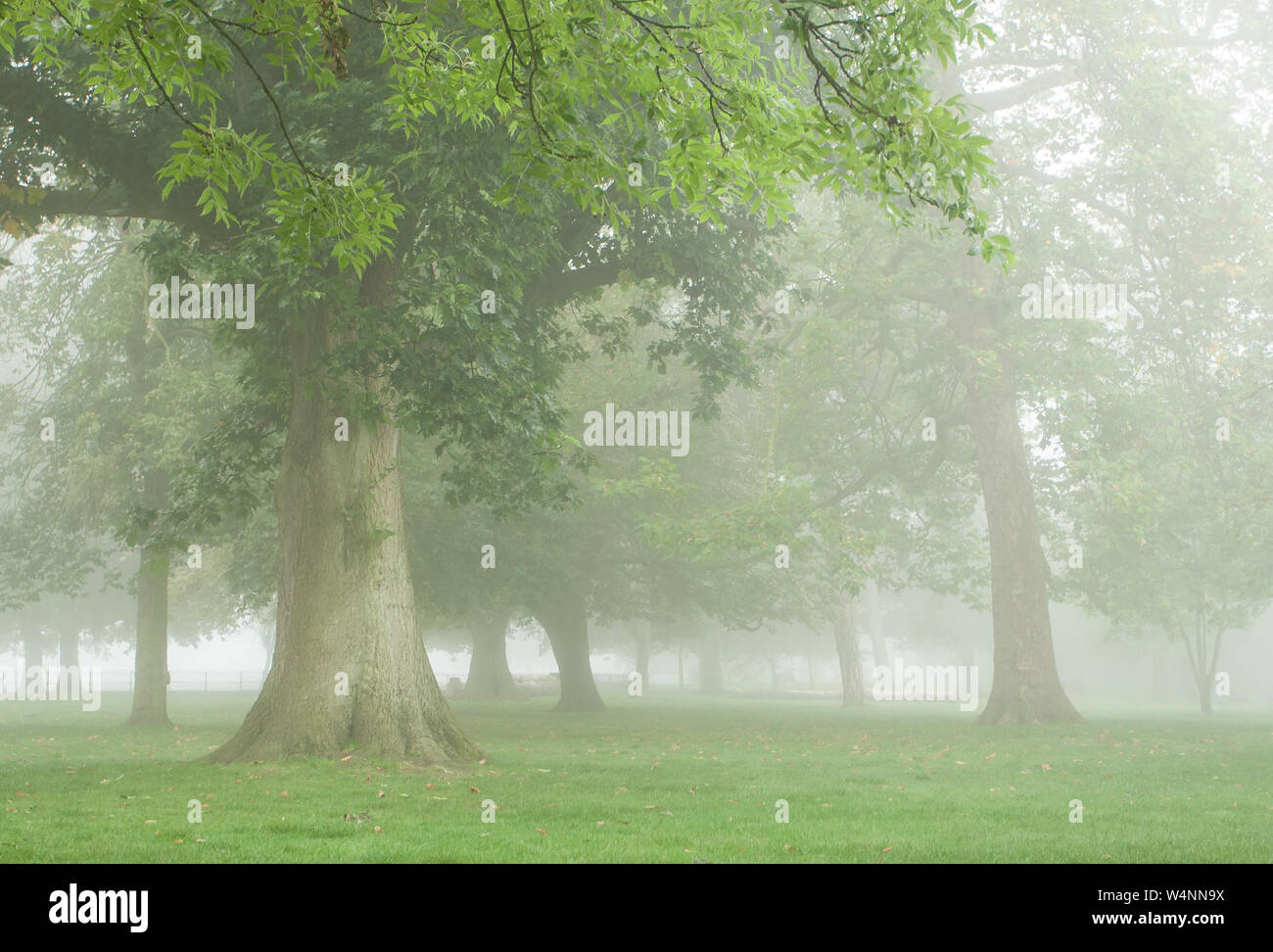 Fog shrouds the trees in this woodland landscape Stock Photo - Alamy