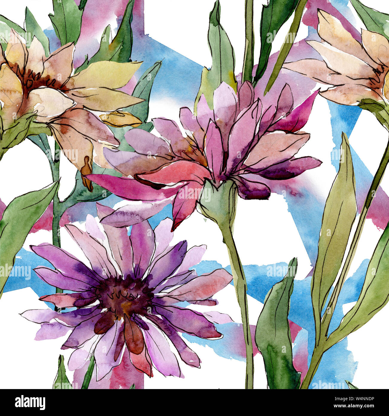 Aster floral botanical flowers. Watercolor background illustration set ...