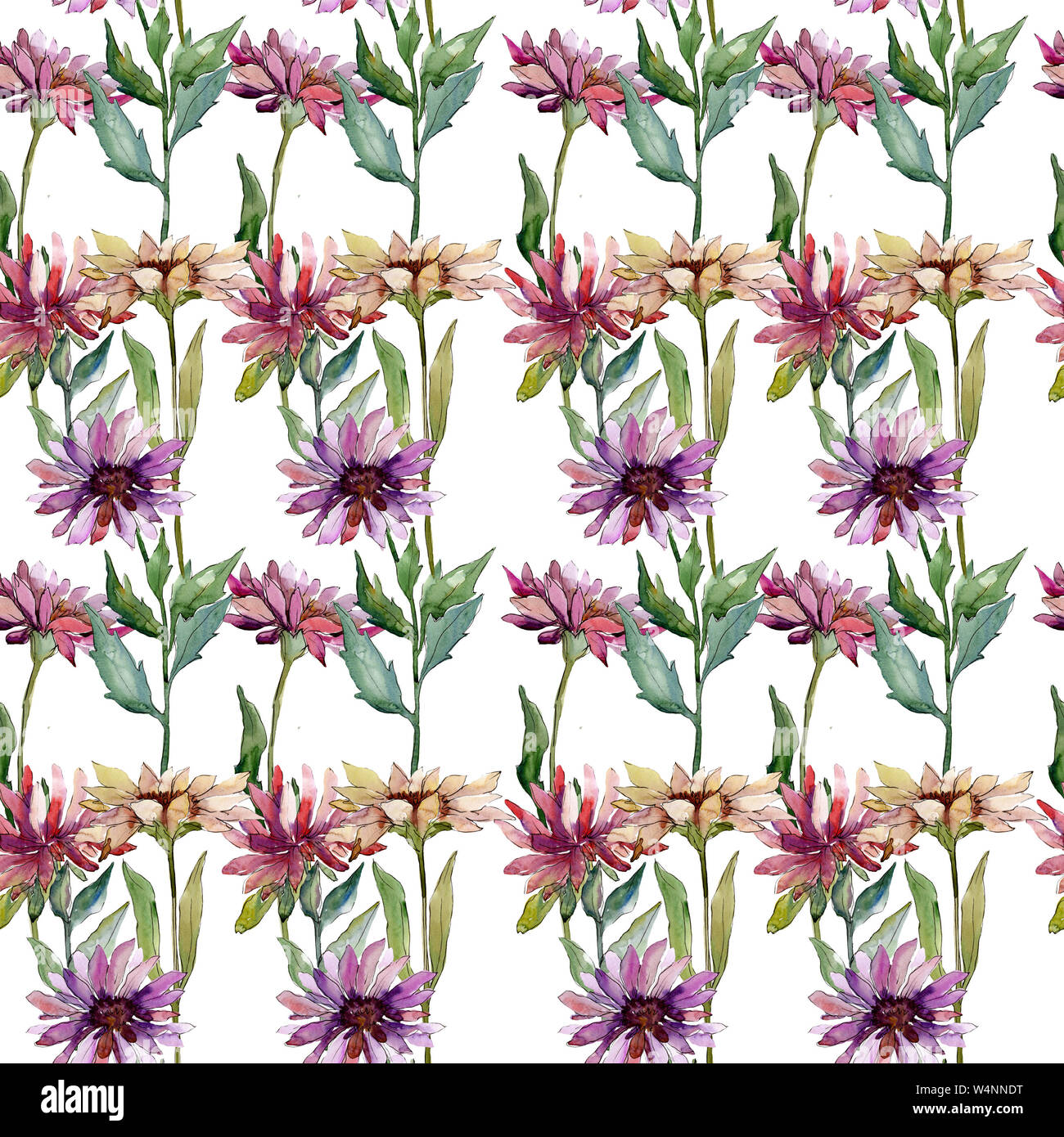 Aster floral botanical flowers. Watercolor background illustration set ...