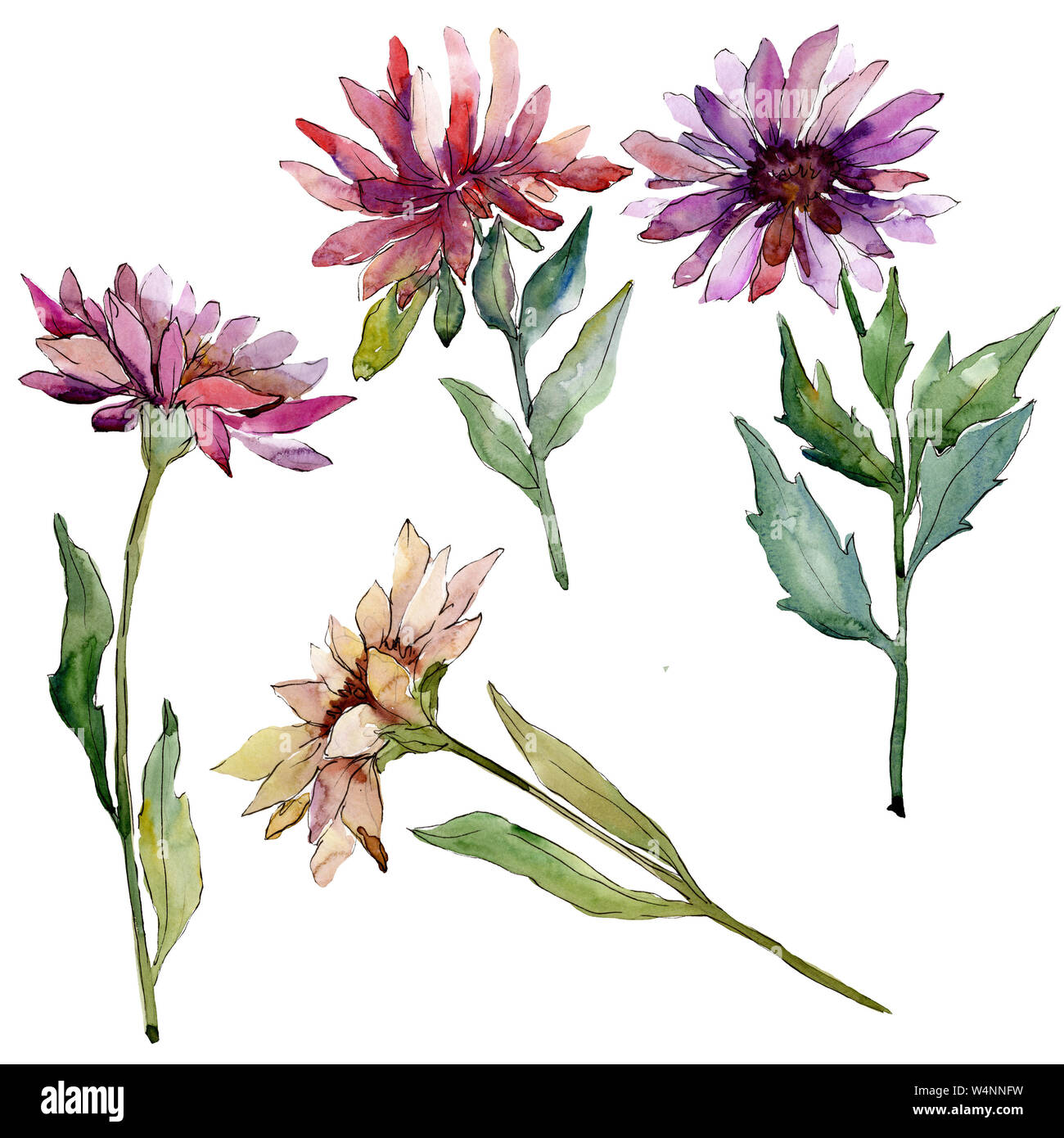 Aster floral botanical flowers. Watercolor background illustration set ...