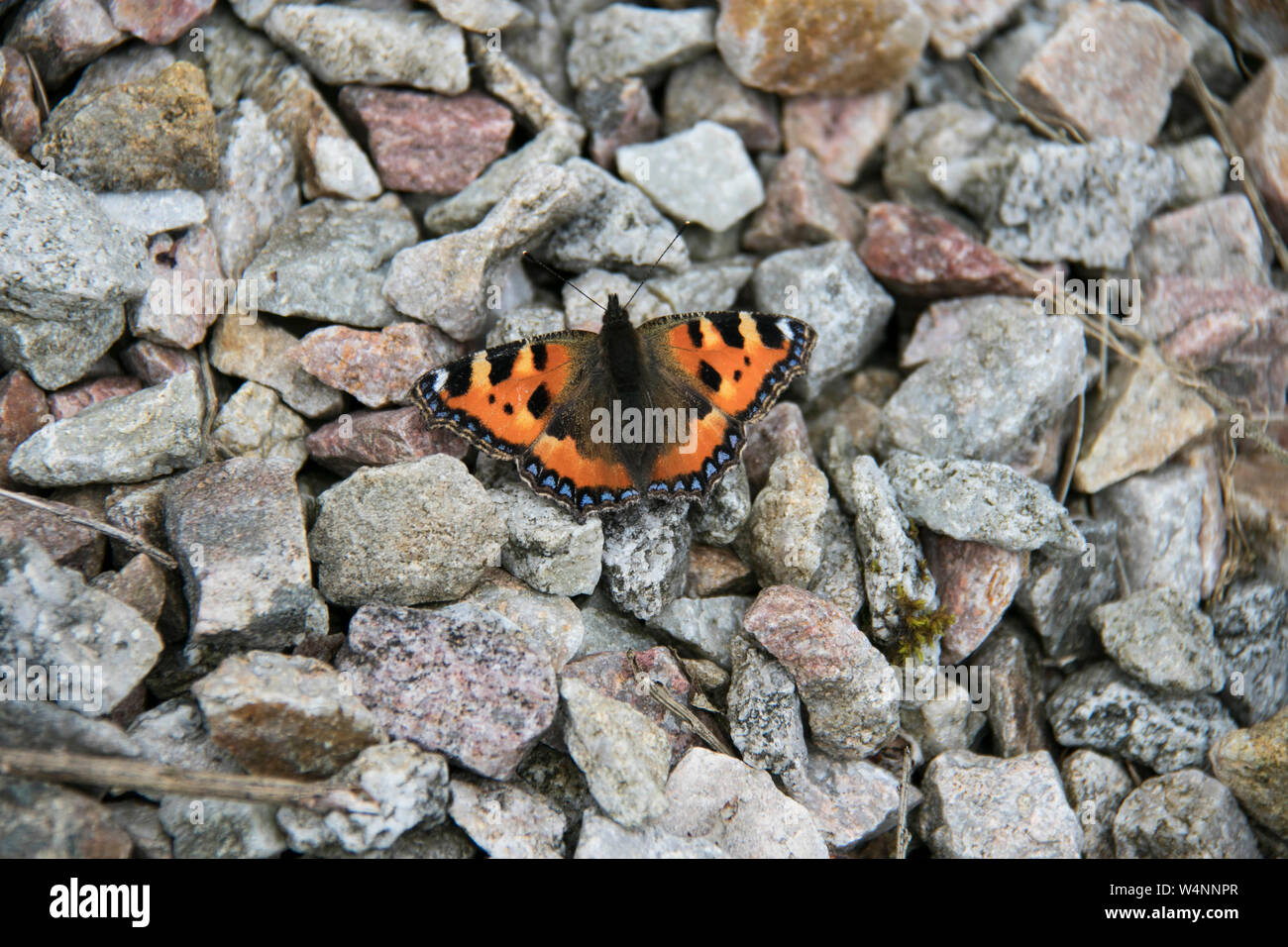 Ireland butterfly hi-res stock photography and images - Alamy