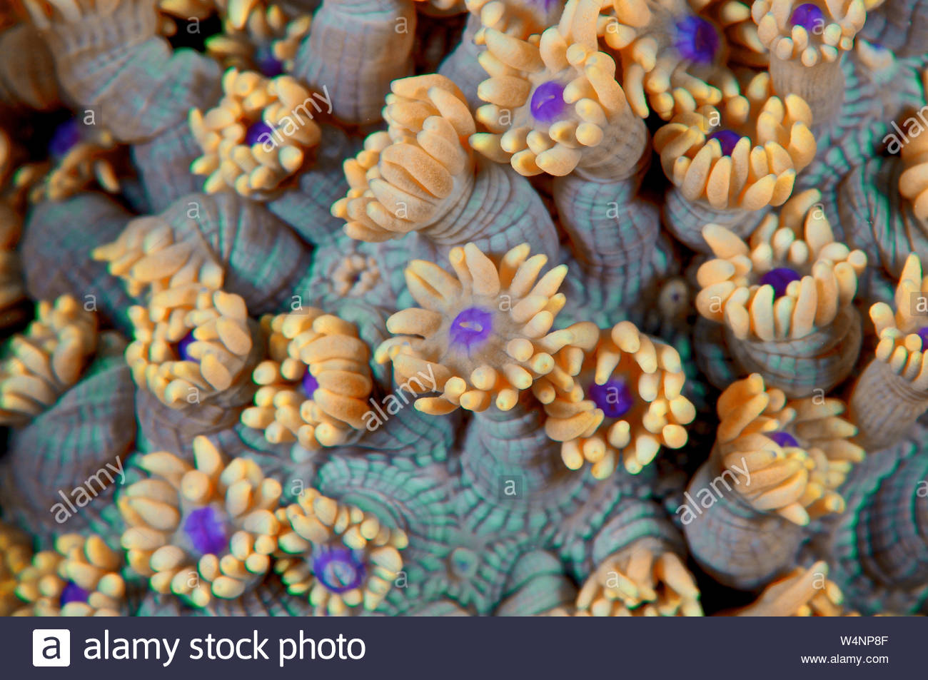 Goniopora Stock Photos & Goniopora Stock Images - Alamy