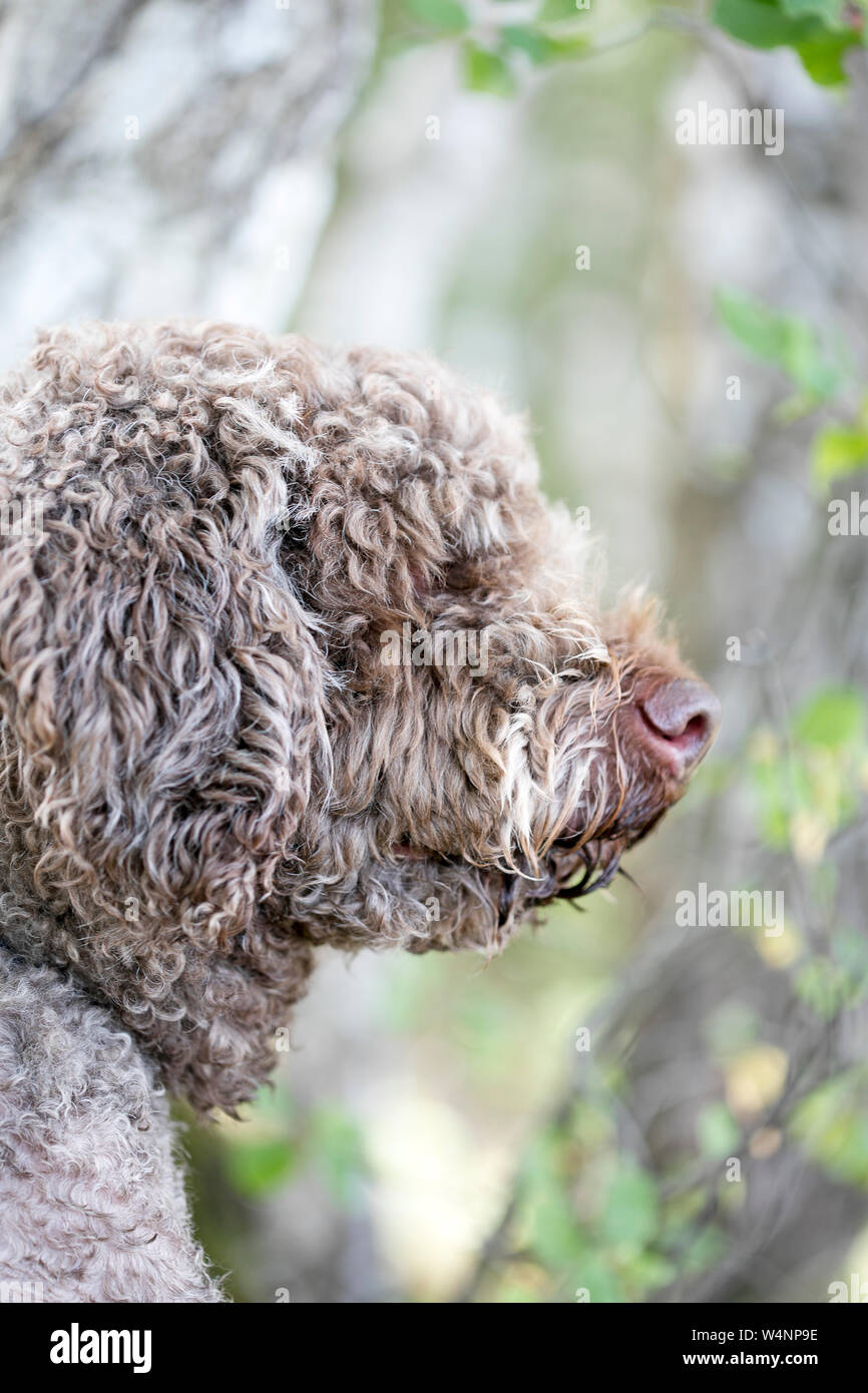 Truffle dog portrait in wild forest macro background fine art high ...
