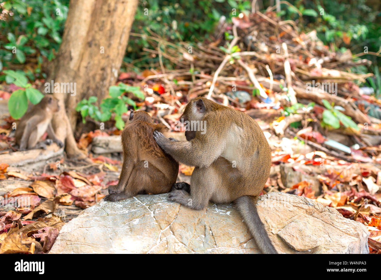Little monkey cubs life on a tropical island Stock Photo - Alamy