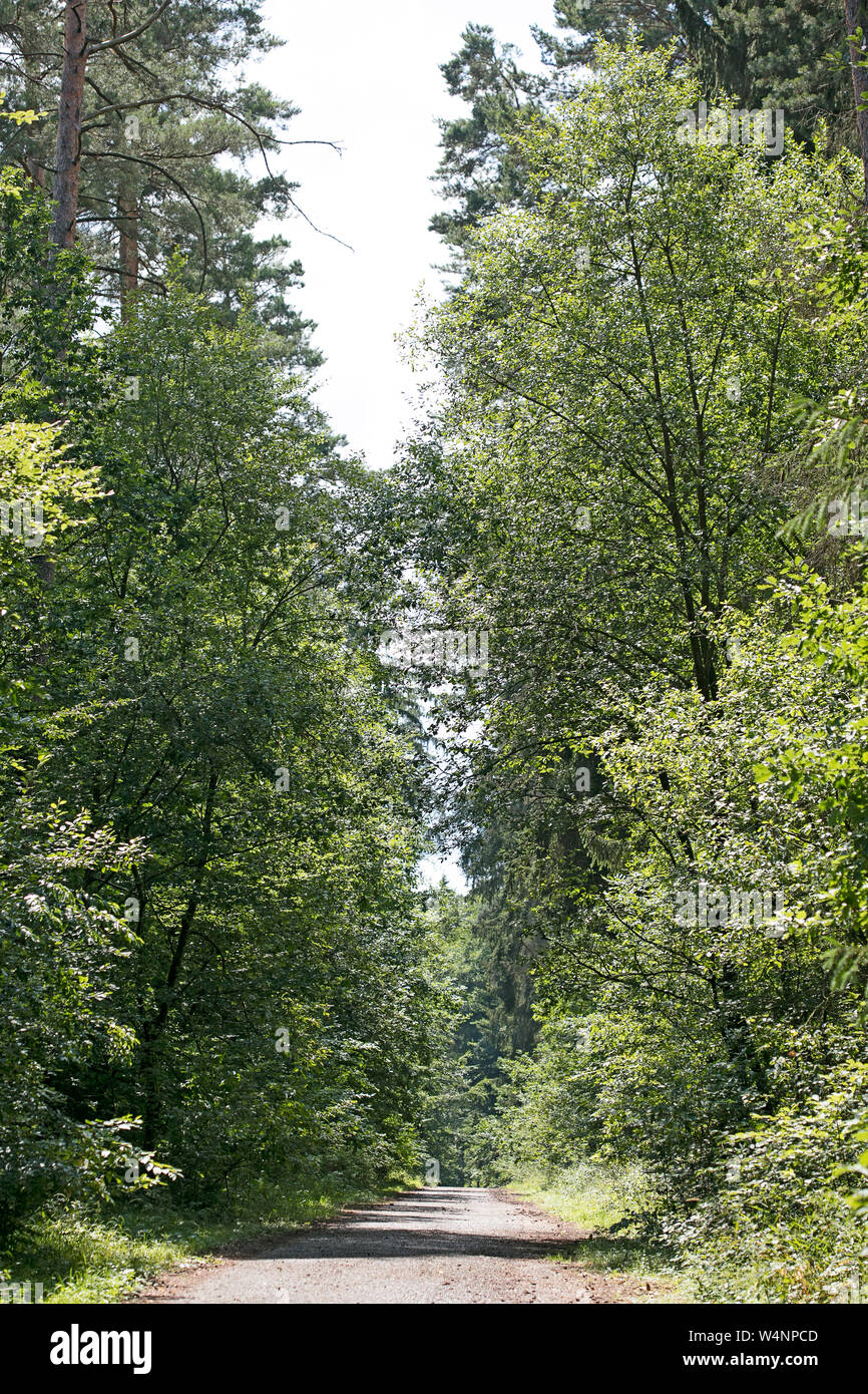 Wild north german forest Absberg background fine art high quality ...