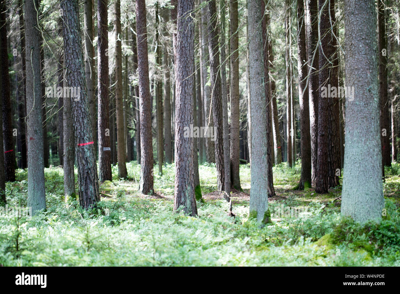 Lots of strait wild trees background fine art in high quality prints ...