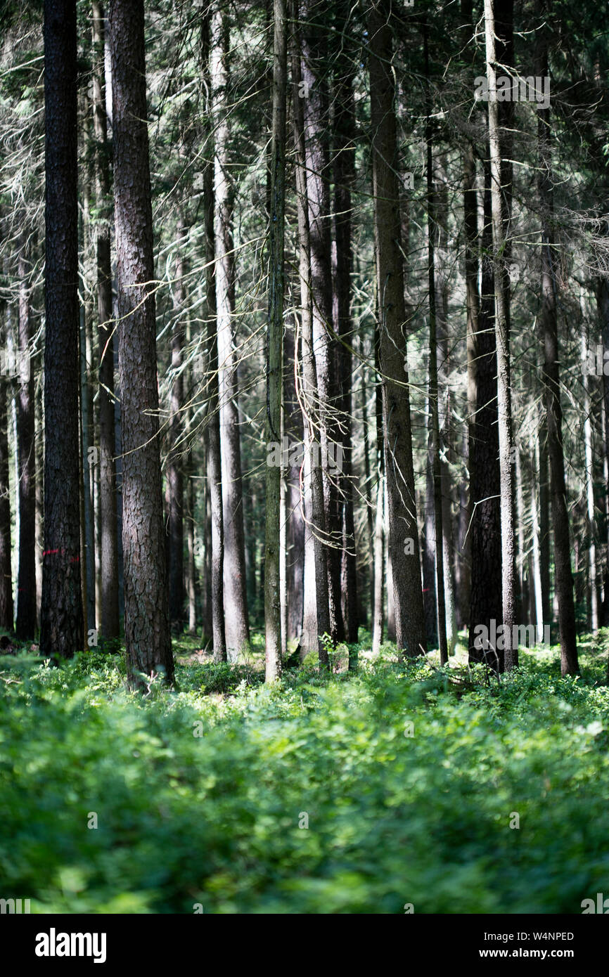 Lots of strait wild trees background fine art in high quality prints ...