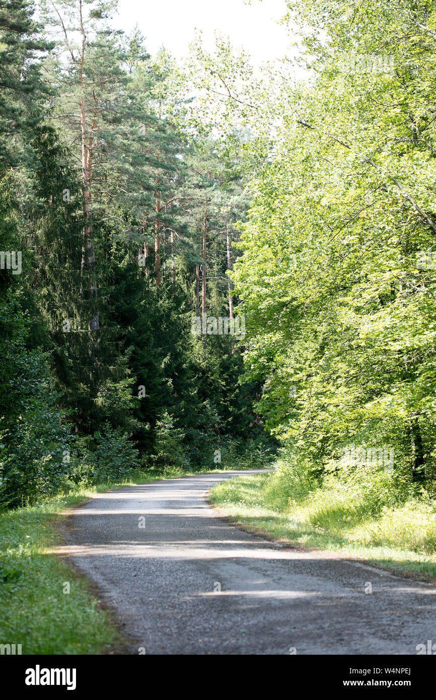 Wild north german forest Absberg background fine art high quality ...