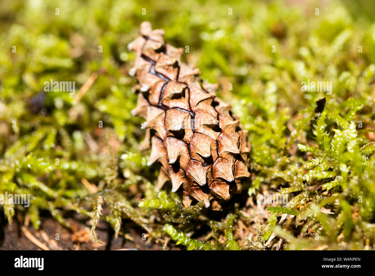 Wild fruit Pinus macro background fine art high quality prints products ...