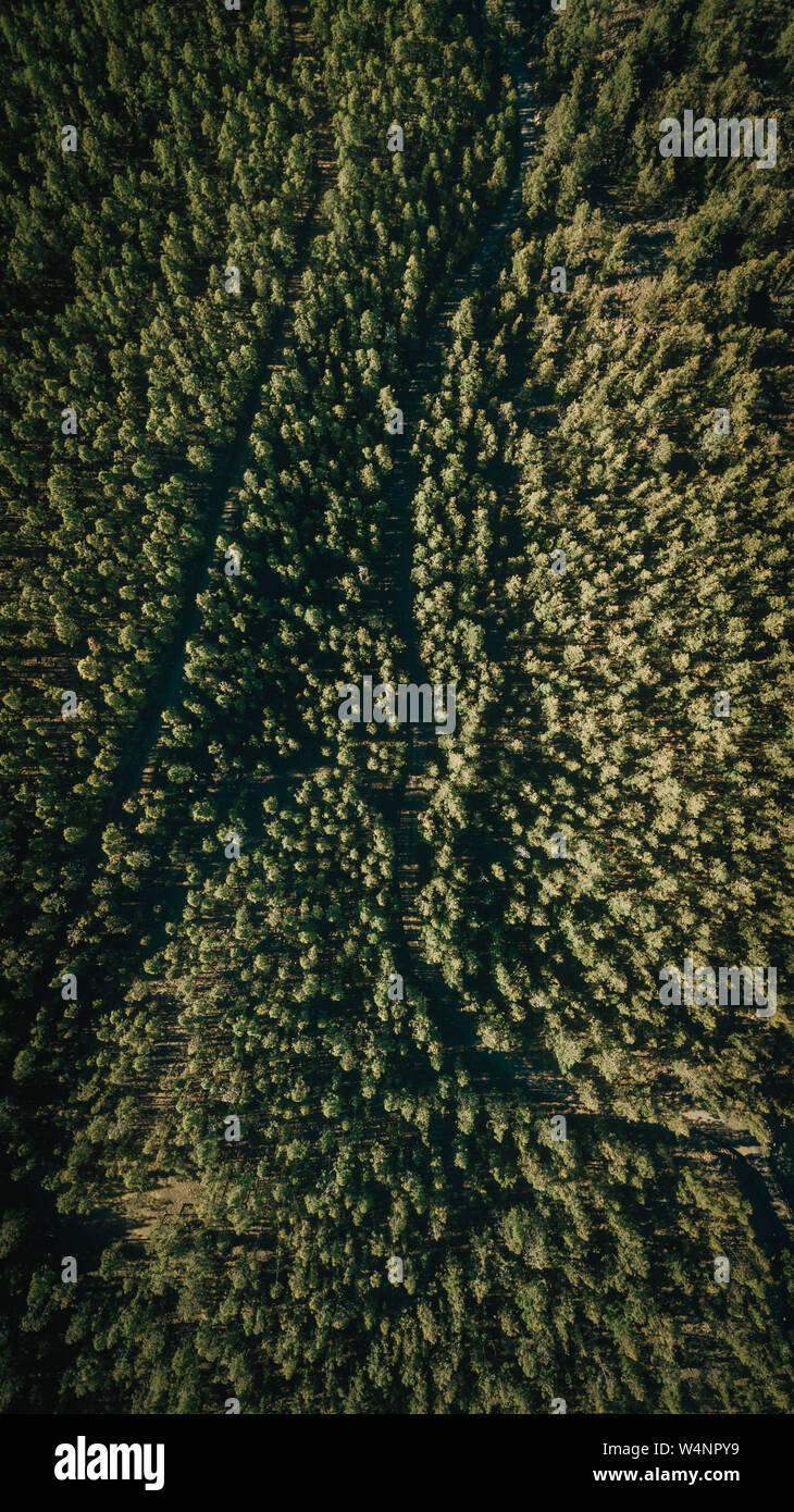 Drone view green pine tree hi-res stock photography and images - Alamy
