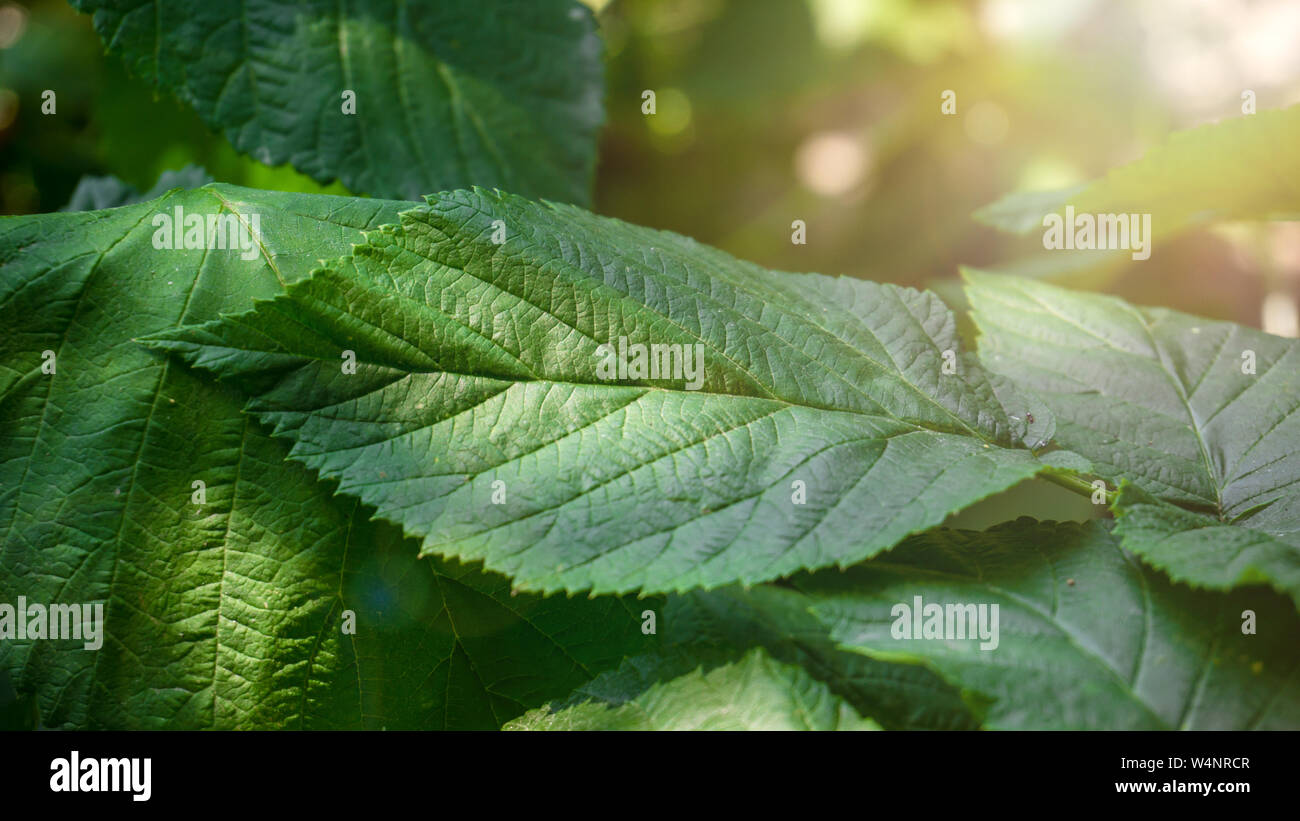 Raspberry bush leaves in sunlight nature agriculture farmhouse Stock ...