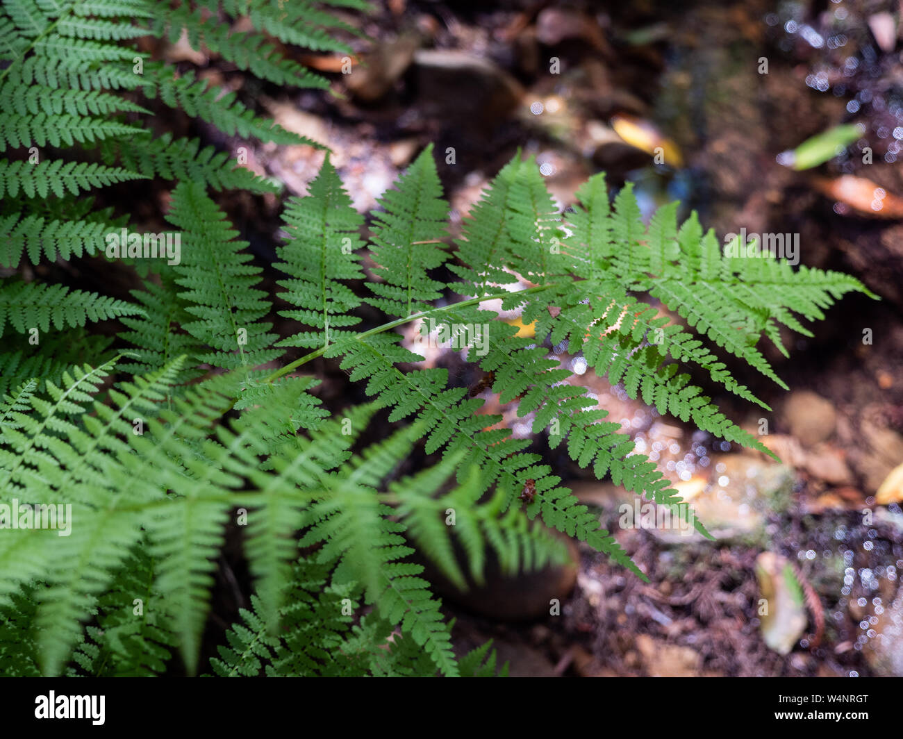Green ferns in sunlight growing next to stream Stock Photo - Alamy