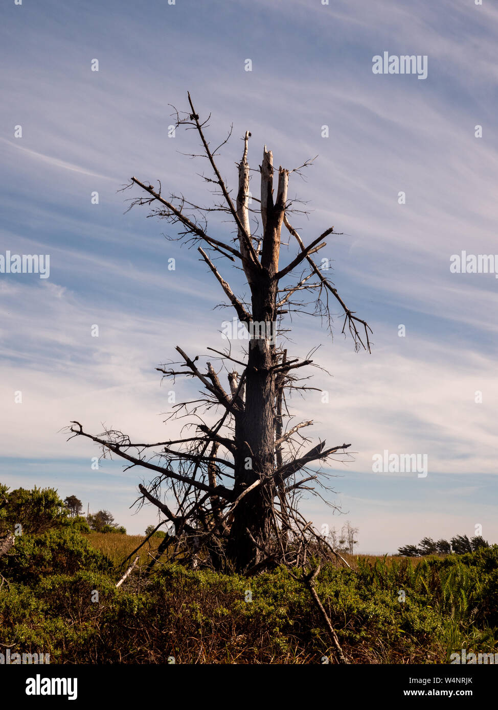 Dead plant and outside hi-res stock photography and images - Alamy