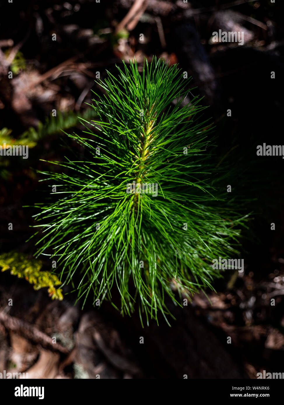 Evergreen seedling hi-res stock photography and images - Alamy