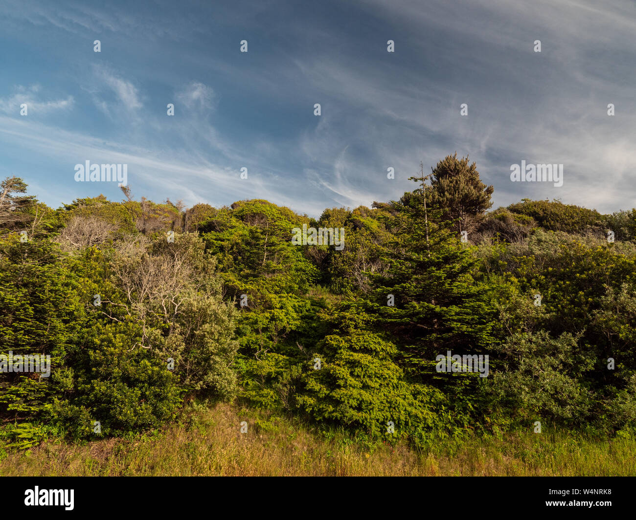 Dense growth of trees hi-res stock photography and images - Alamy