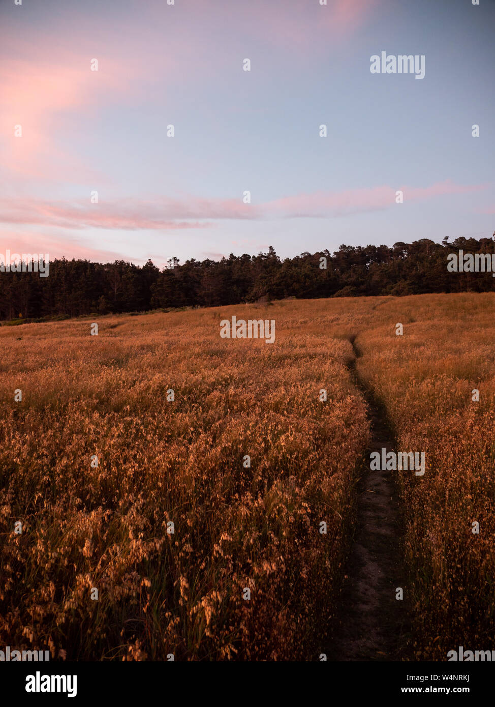 Meadow trail hi-res stock photography and images - Alamy