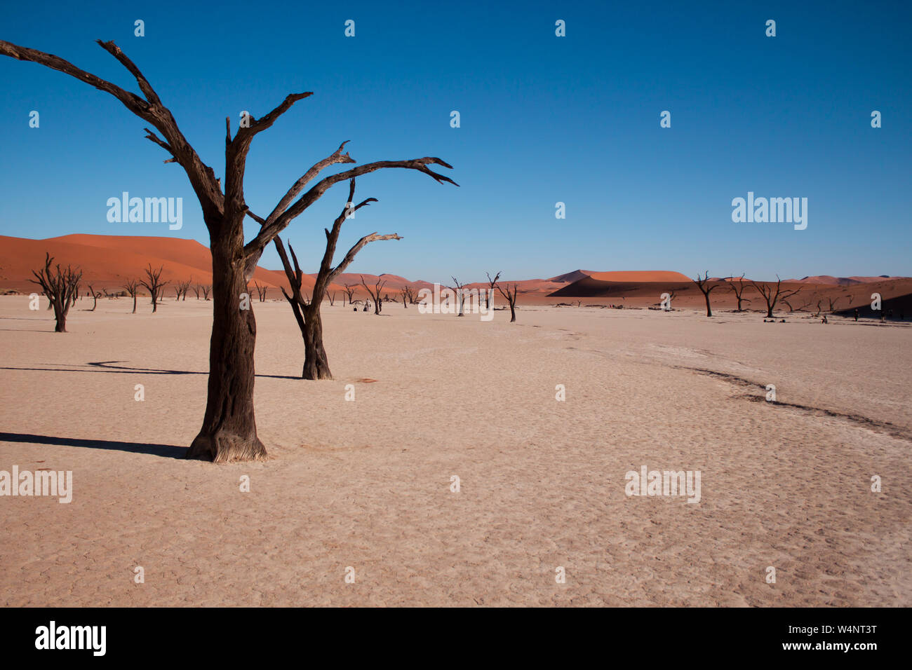 Dead vlei, the dead valley in sossusvlei, Namibia Stock Photo - Alamy