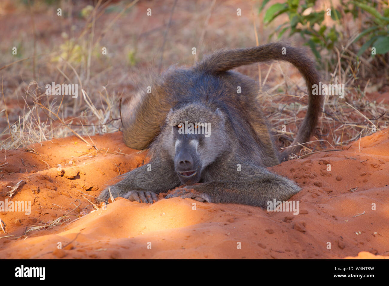 Chilling animals hi-res stock photography and images - Alamy