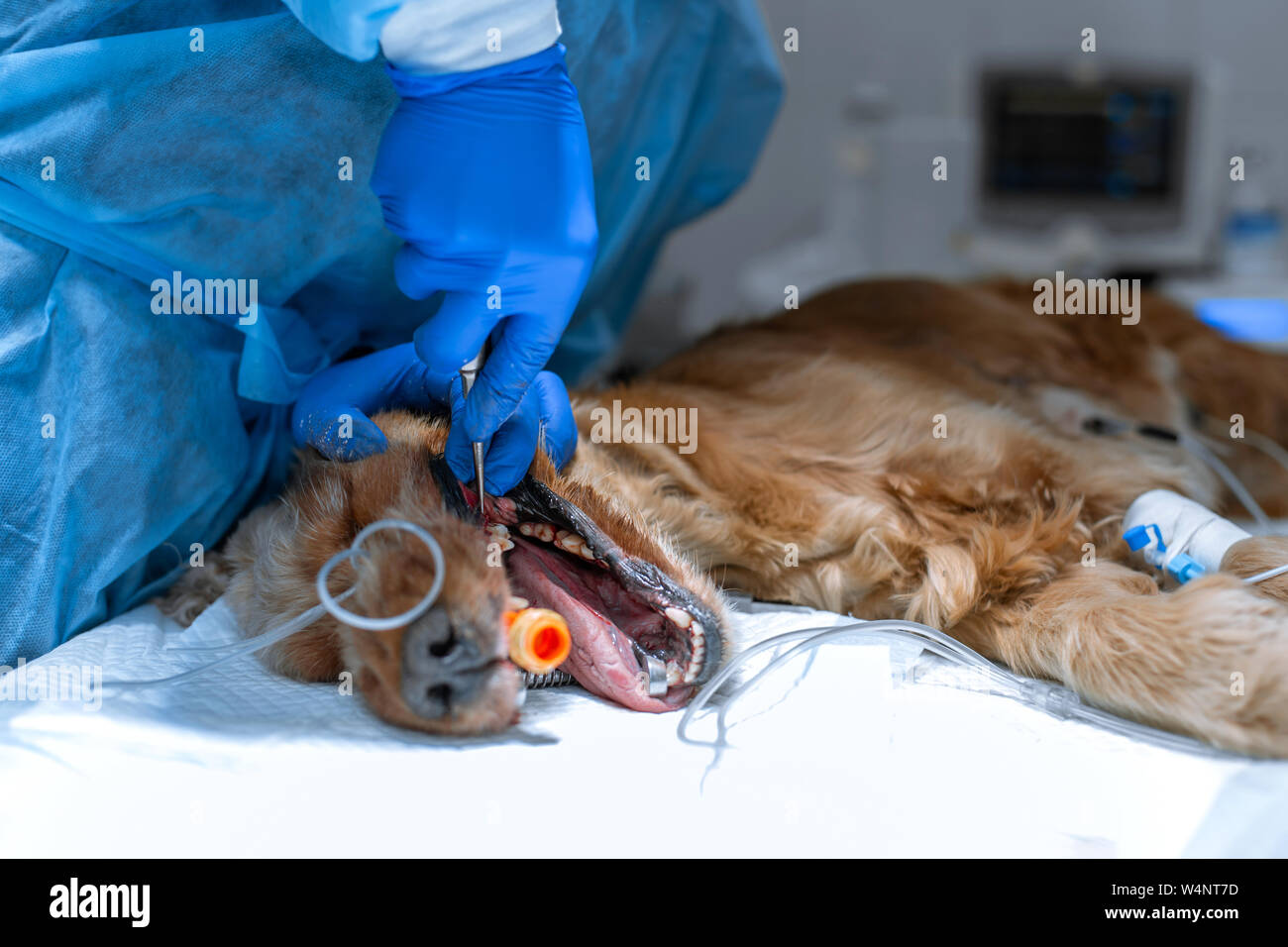 close-up procedure of professional teeth removing dog in a veterinary ...