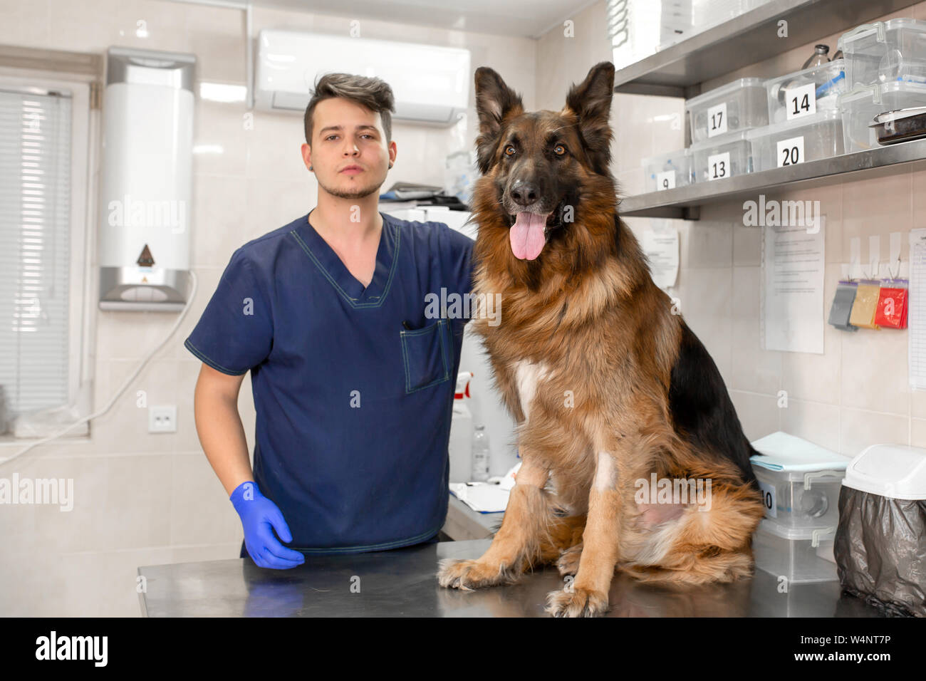 young vet at the clinic with a dog German shepherd breed. Animal ...