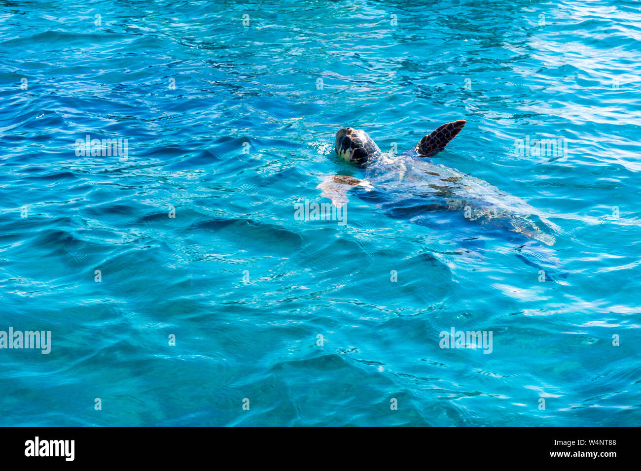 Greece, Zakynthos, Beautiful sea turtle loggerhead caretta caretta ...