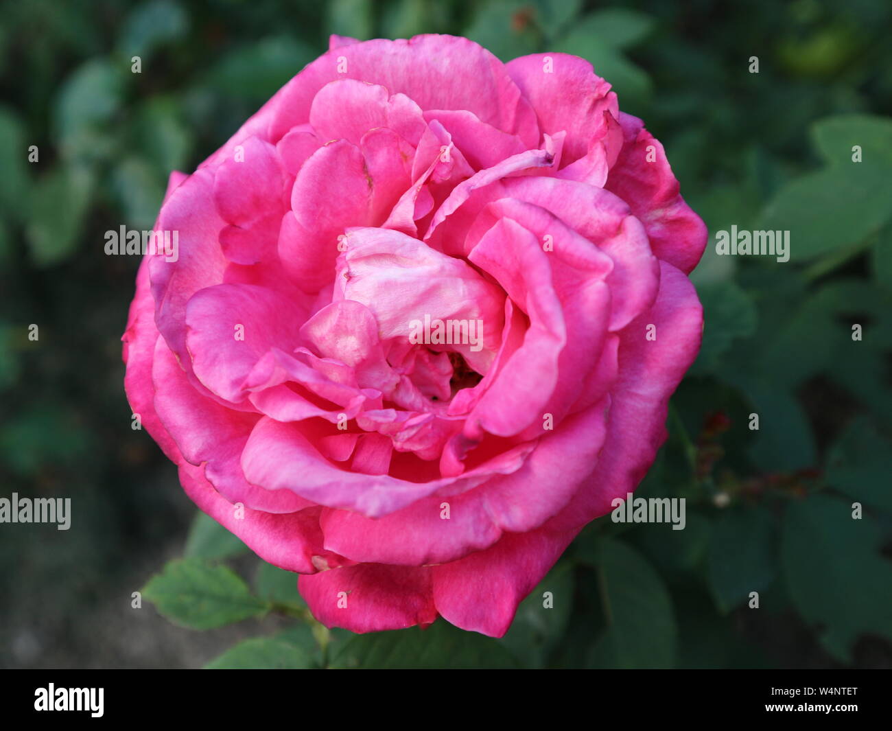 Lilla flower hi-res stock photography and images - Alamy