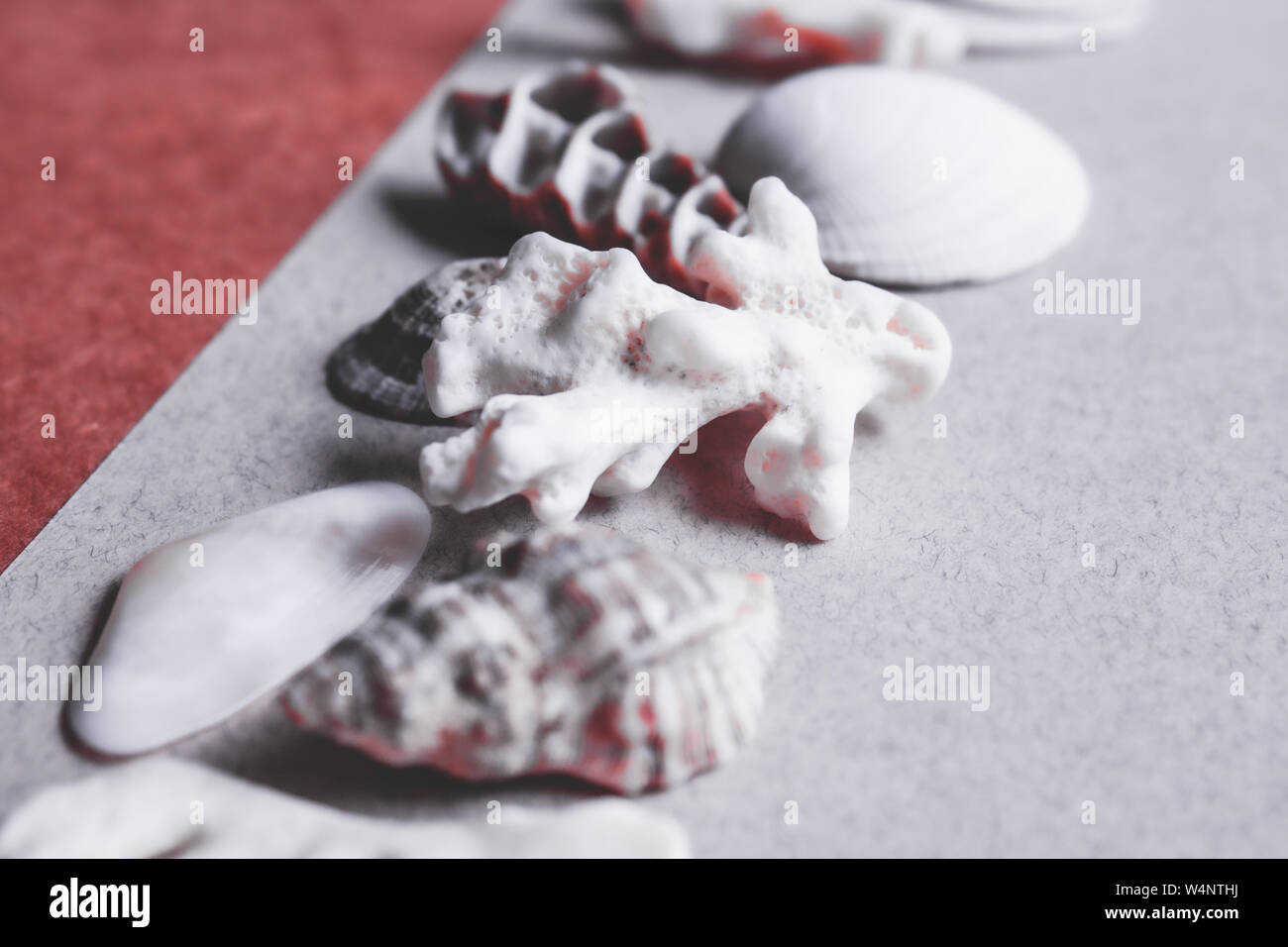 Sea shells, stones, mussels and corals background Stock Photo - Alamy