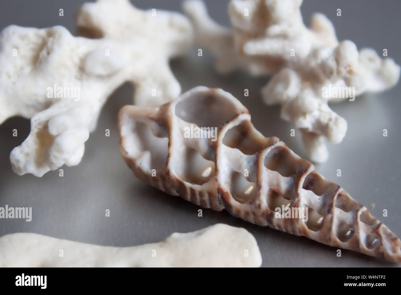 Sea shells, stones, mussels and corals background Stock Photo - Alamy