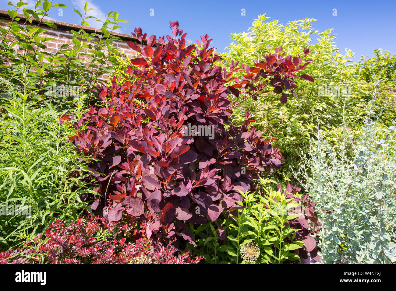 A copper coloured shrub in Holehird Gardens, Windermere, Cumbria, UK ...