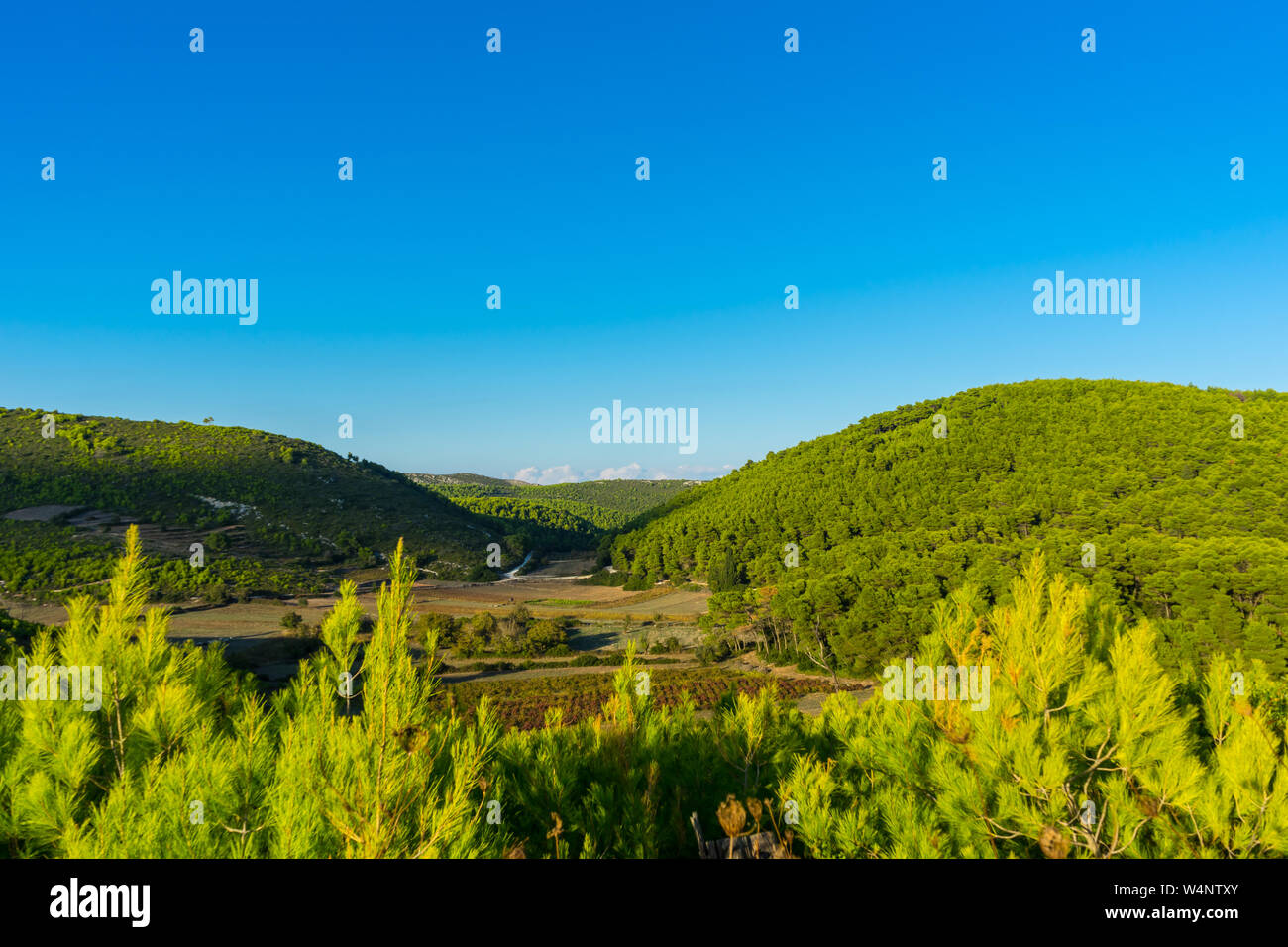 Greece, Zakynthos, Green conifer tree covered forest mountain nature ...