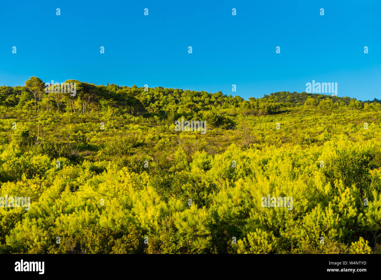 Greece, Zakynthos, Blue sky over untouched conifer tree covered nature ...