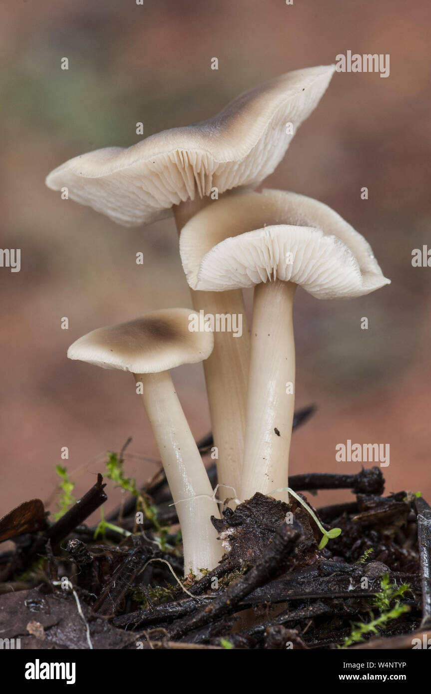 Saprophytic Fungus High Resolution Stock Photography and Images - Alamy