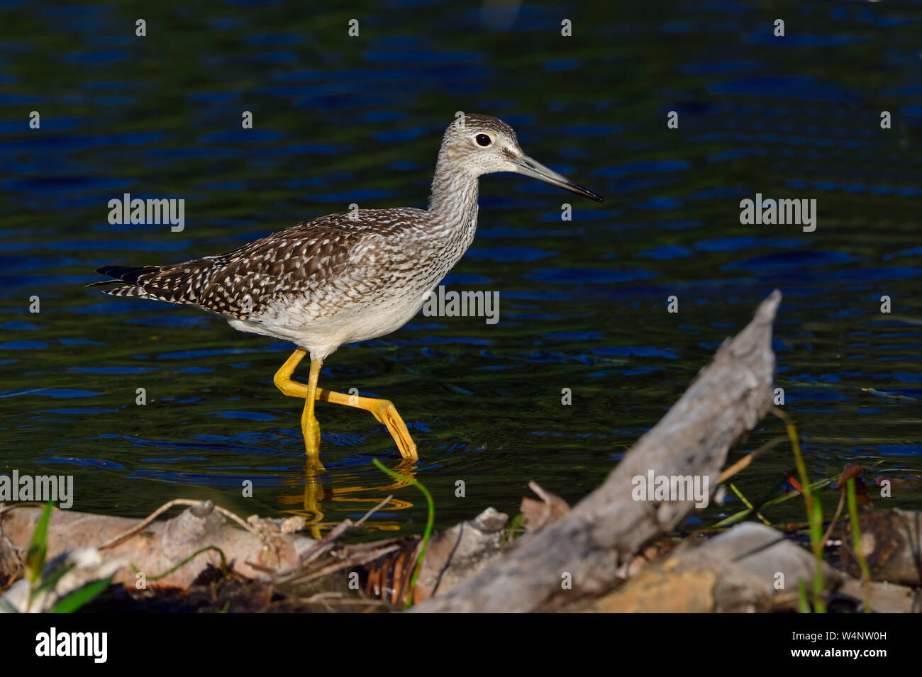 Birds walking in shallow water hi-res stock photography and images - Alamy