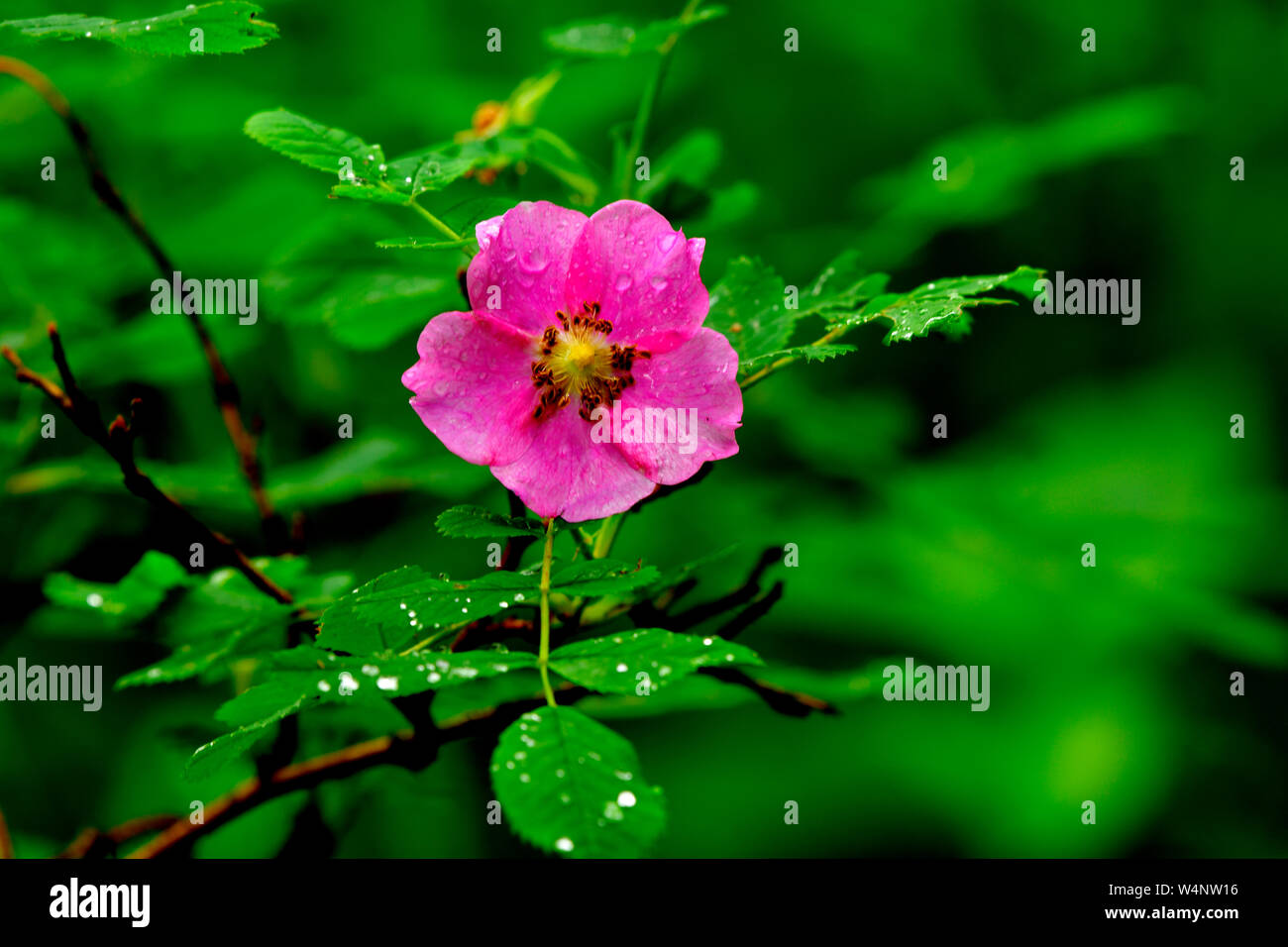 Canadian Flower Symbol