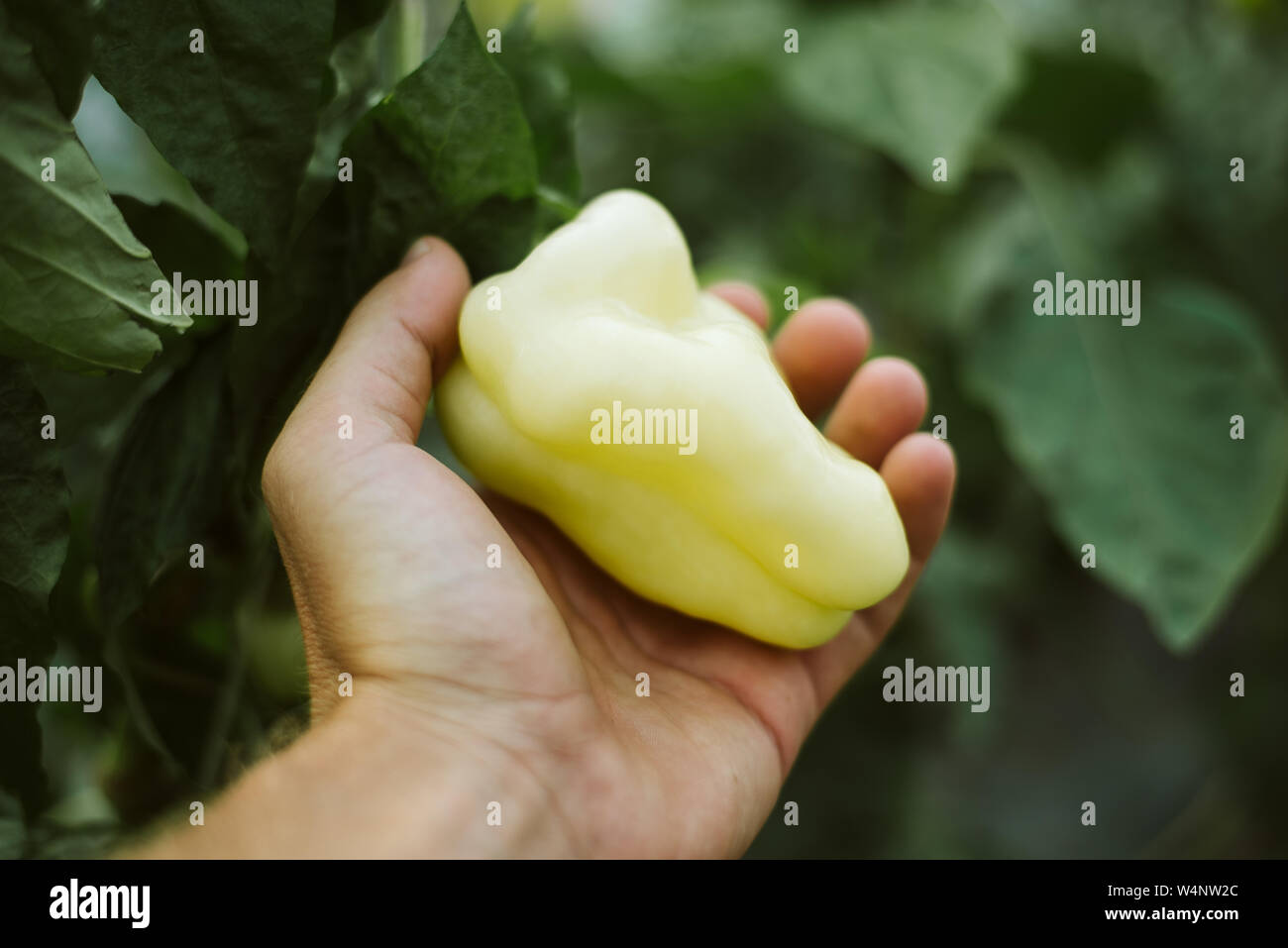 Hard work always brings successful effects Stock Photo - Alamy