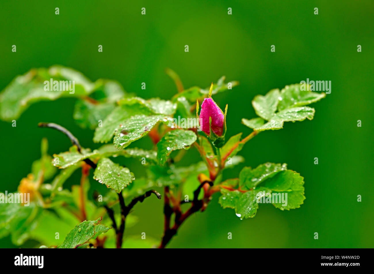 Wild rose bush hi-res stock photography and images - Alamy