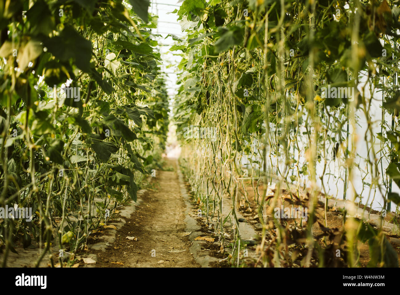 Hard work always brings successful effects Stock Photo - Alamy