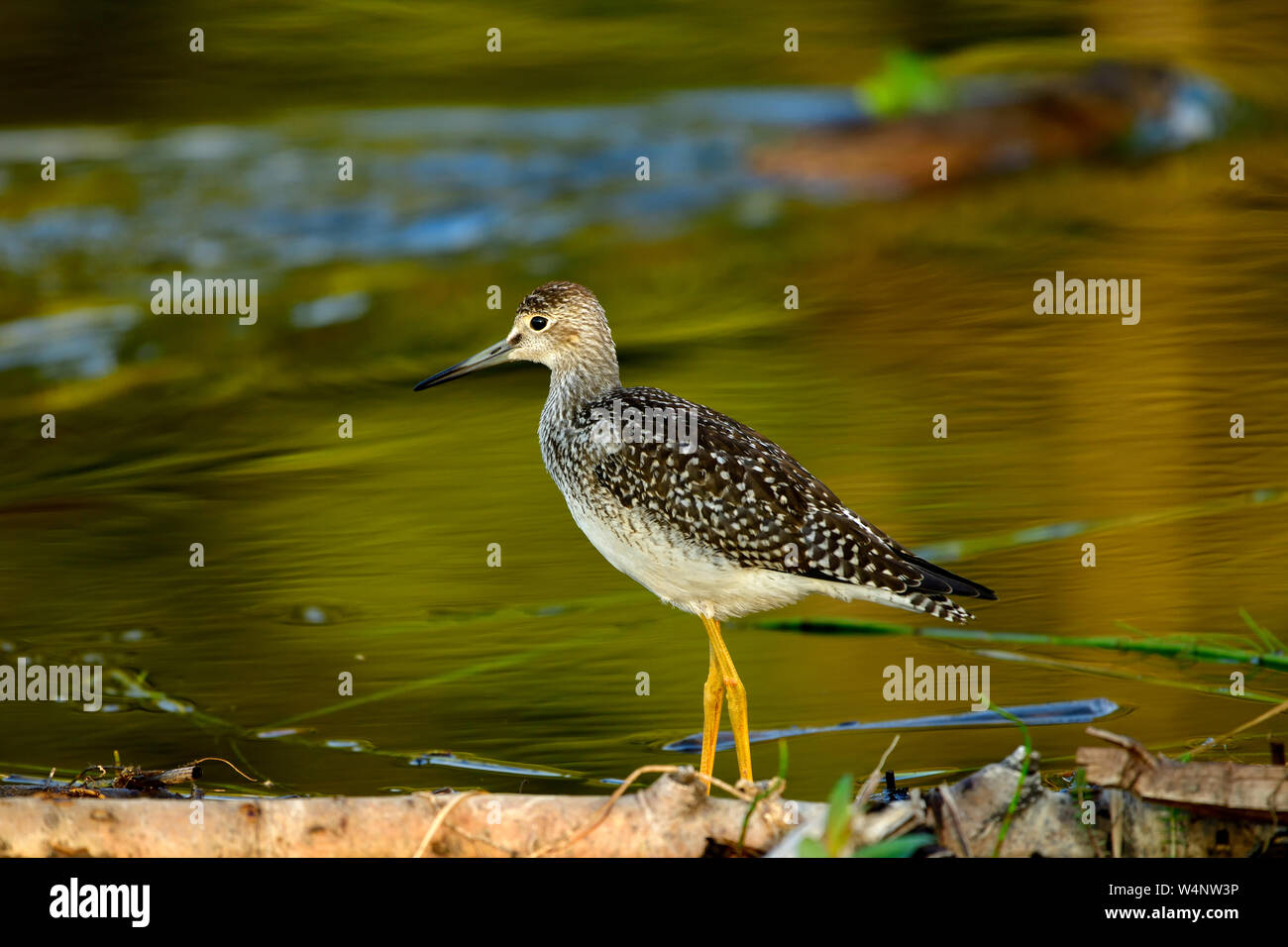 Birds Long Legs Water High Resolution Stock Photography and Images - Alamy