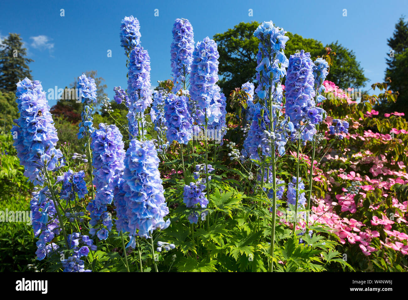 Delphiniums uk hi-res stock photography and images - Alamy