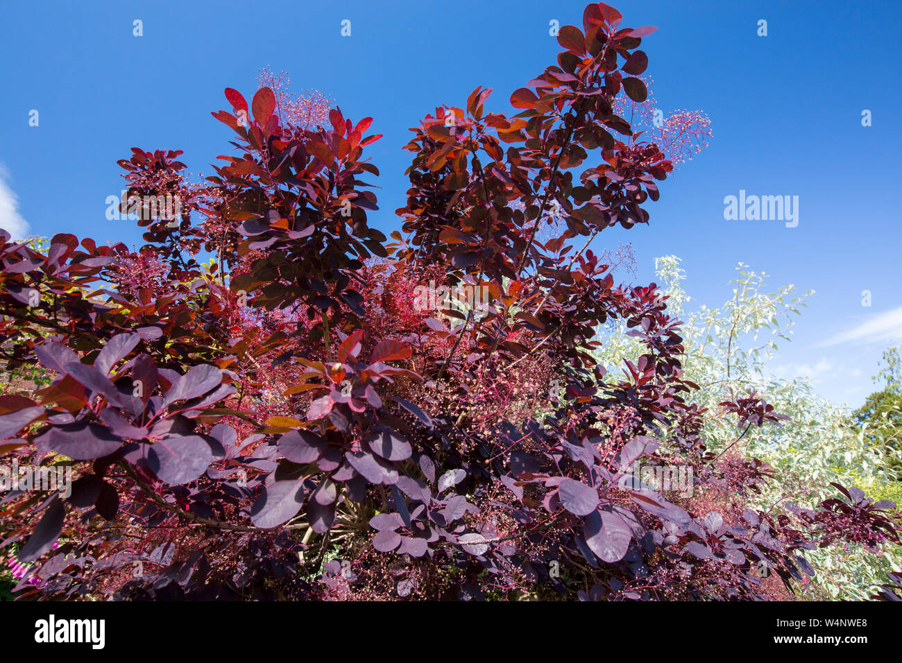 Copper coloured leaf hi-res stock photography and images - Alamy