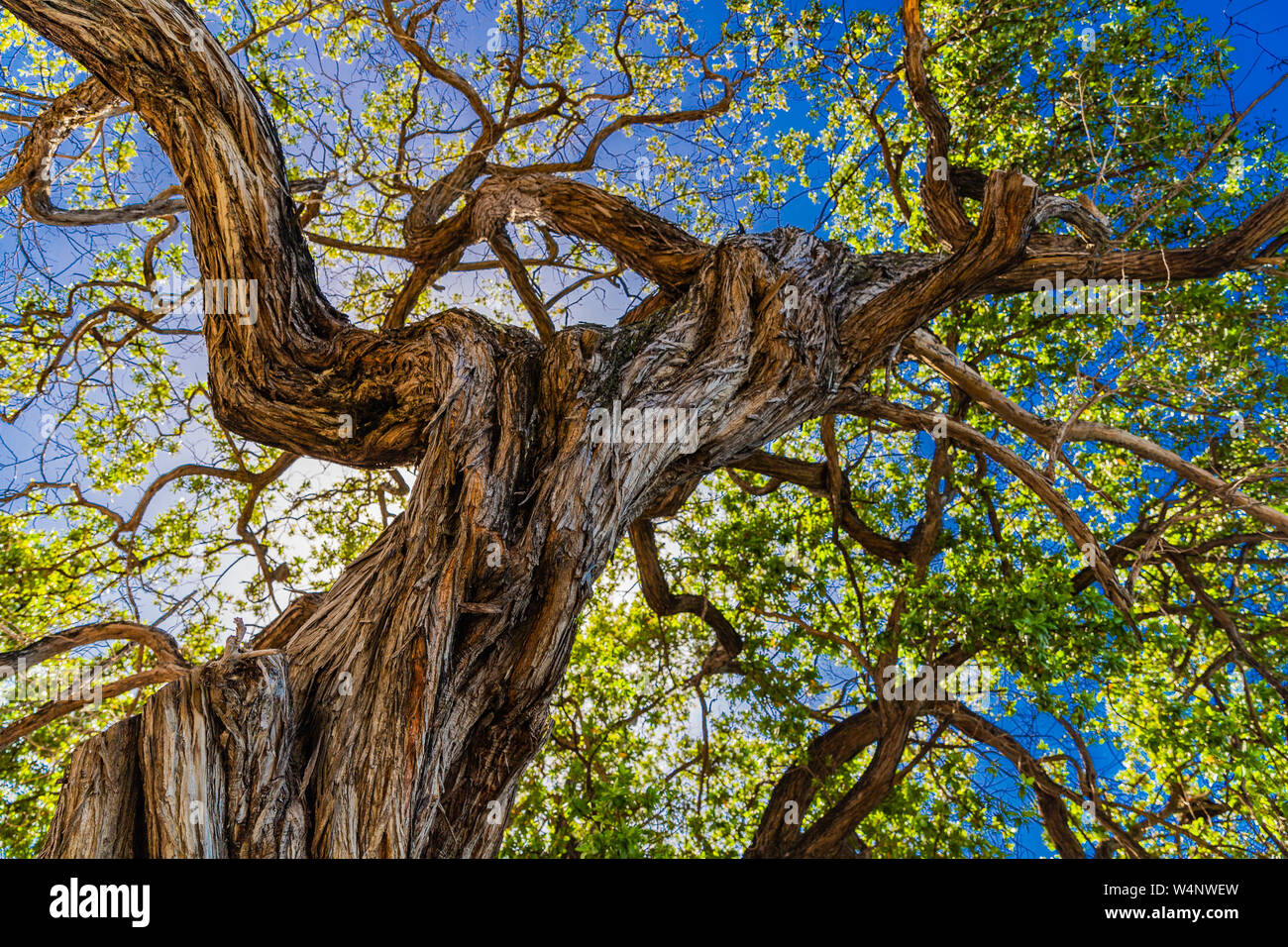 Twisted Bark High Resolution Stock Photography and Images - Alamy
